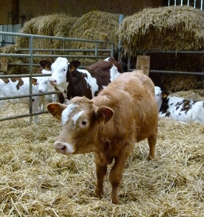 Fin de la grève des commerçants bestiaux | GDS Bretagne Fin de la grève des commerçants bestiaux | GDS Bretagne