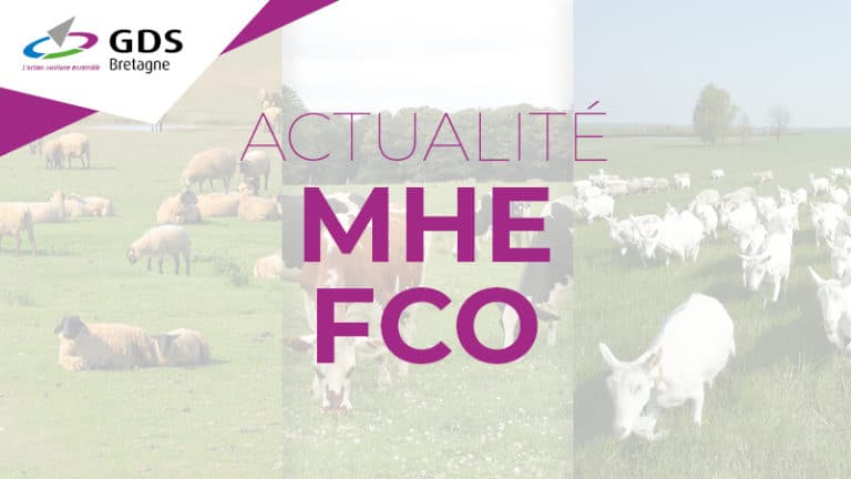 Situation FCO3 et MHE au 07/02/2025 | GDS Bretagne